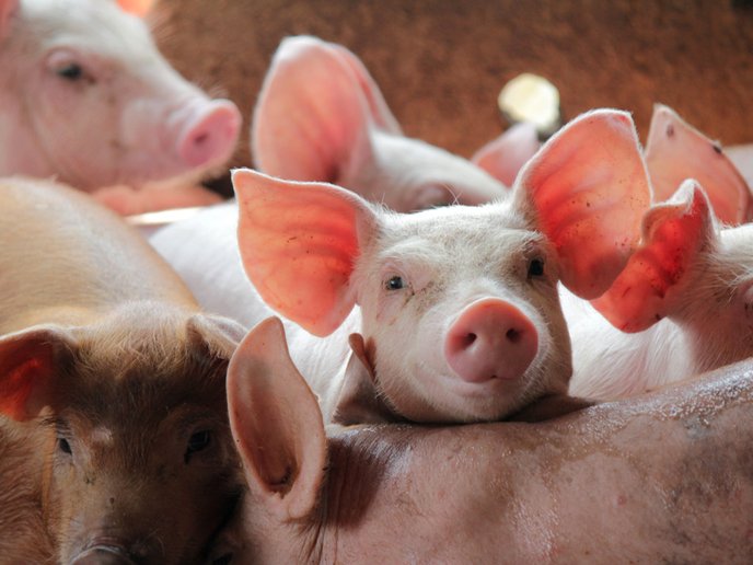 Deep learning-based automated pig feeding behaviour detection for ...