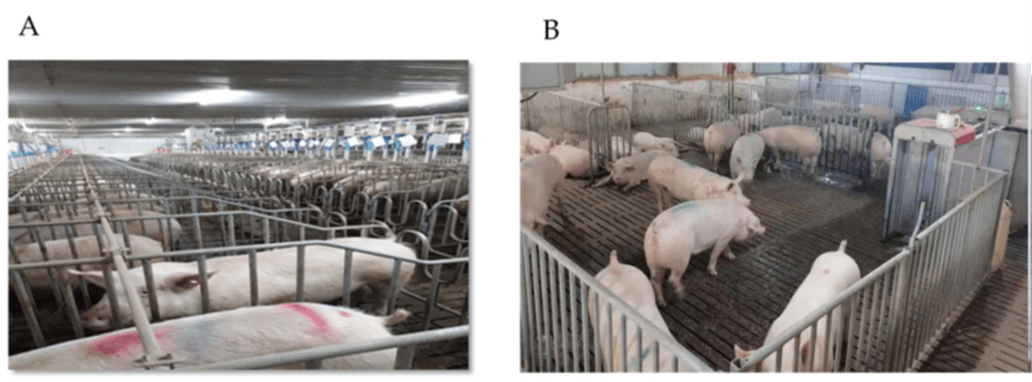 A Comparison of the Behavior, Physiology, and Offspring Resilience of ...